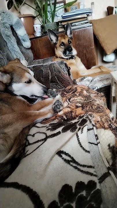 Людвиг и ещё одна наша красавица Джази Youtube