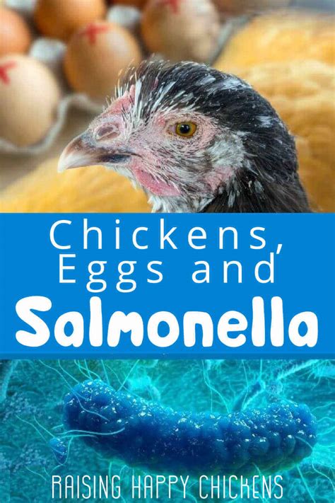 Salmonella Chicken