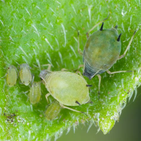 Cotton Aphid Biobee South Africa