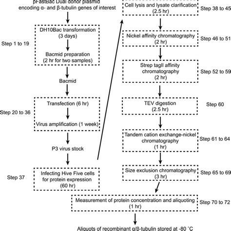 Typical Elution Profiles From Each Chromatography Step A And B Download Scientific Diagram