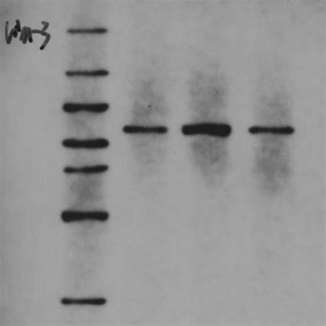 免疫实验检测价格 详情介绍 960化工网 960化工网