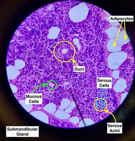 Submandibular Gland Histology