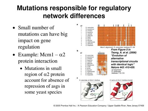 Ppt Mating In Yeast Powerpoint Presentation Free Download Id 708568