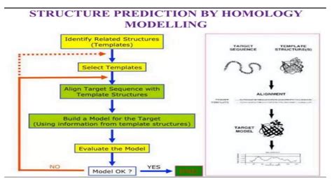 Homology Modellingpptx