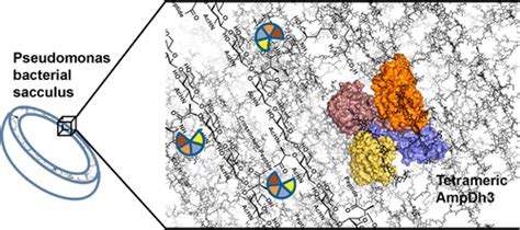 铜绿假单胞菌锌蛋白酶 Ampdh3 对细胞壁的重塑journal Of The American Chemical Society X Mol