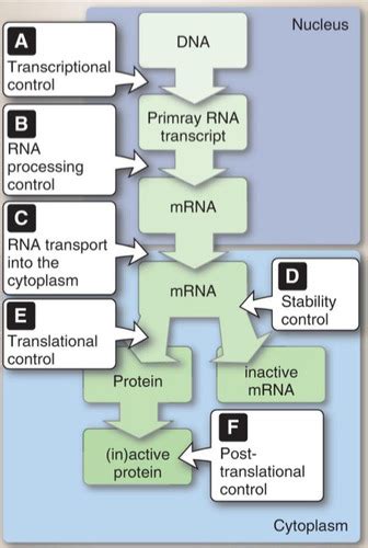 Translational Regulation Flashcards Quizlet