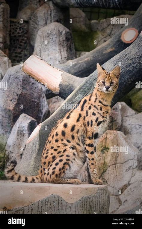 Serval Leptailurus Serval Walks Through Stock Photo Alamy