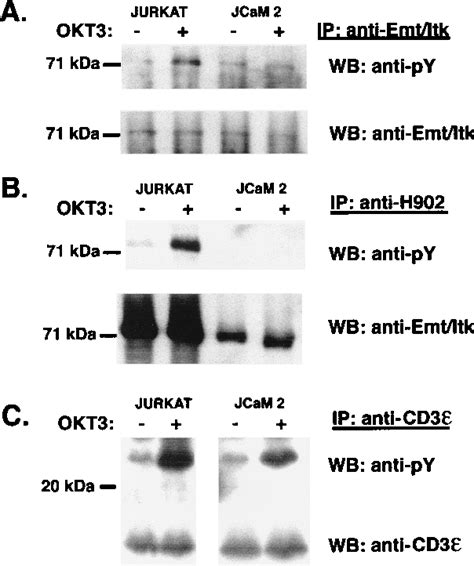 Figure 4 From Tcr Cd3 Induced Activation And Binding Of Emt Itk To Linker Of Activated T Cell