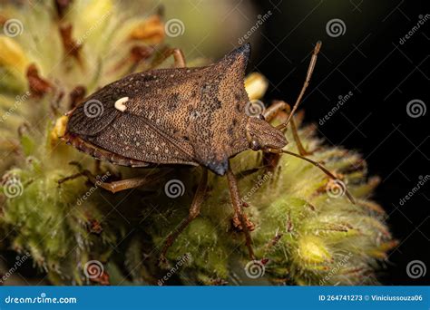 Adult Stink Bug Stock Image Image Of Arthropoda Heteroptera 264741273