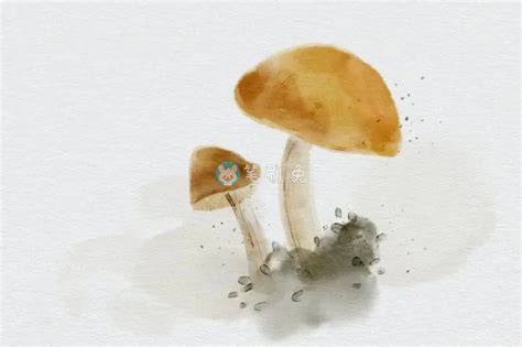 水彩ps插画笔刷套装（含纹理纸张） 笔刷兔