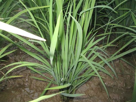 Rice Farmers Are Still Planted In The Traditional Way Using Irrigation Water Systems And Dams