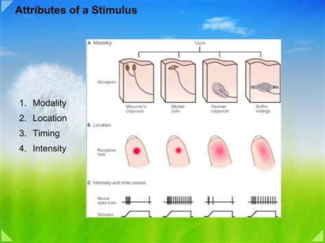 02 Sensory Signal Processing Ppt 02 Sensory Signal Processing Ppt