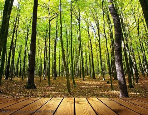 木板素材图片下载 素材编号11433841 素材天下图库