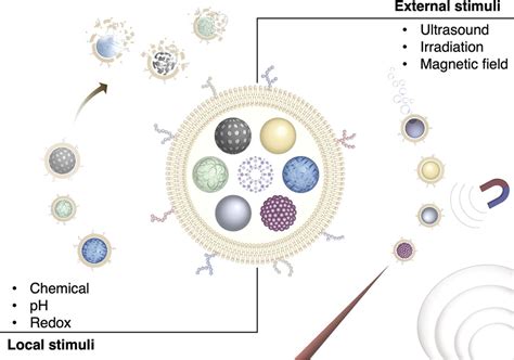 Engineering Of Stimuli Responsive Self Assembled Biomimetic Nanoparticles Fang Lab Publication
