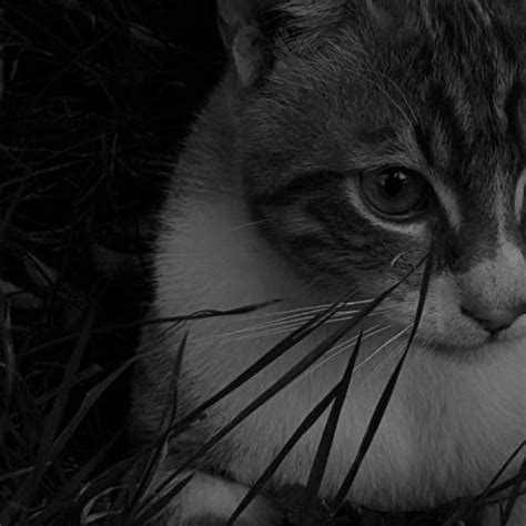 Captivating Foto Kucing Aesthetic A Visual Delight For Cat Lovers