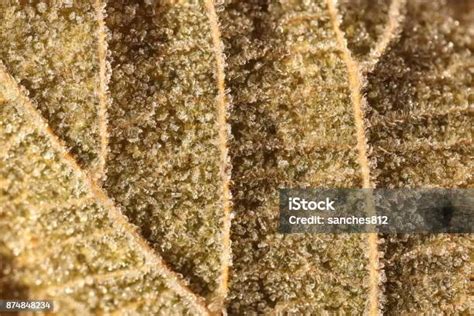 서리로 덥은 잎 표면 텍스처입니다 서 리 얼음 숲 아침에 자연 꽃 패턴 배경입니다 매크로 근접 촬영입니다 0명에 대한 스톡 사진 및 기타 이미지 Istock