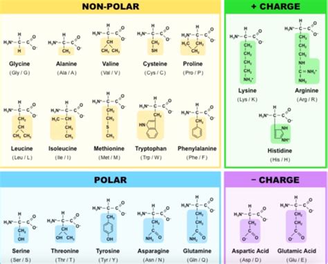 MCAT Biochemistry Flashcards Quizlet
