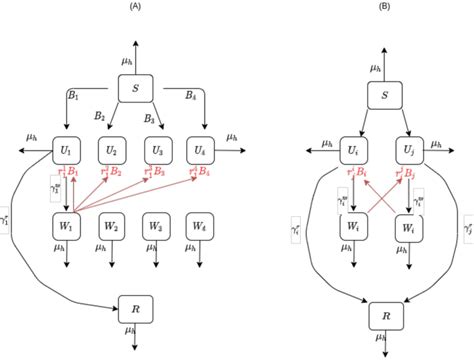 Model Compartmental Diagram A Indicates Human Compartmental