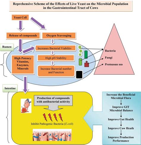 Probiotic Yeast Mode Of Action And Benefits For Ruminant Nutrition