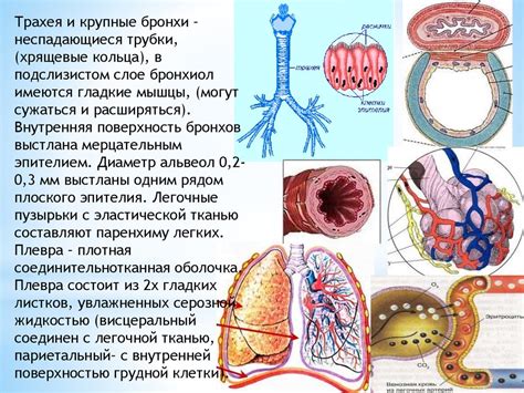Пульмонология. Диагностика, лечение, профилактика - презентация онлайн