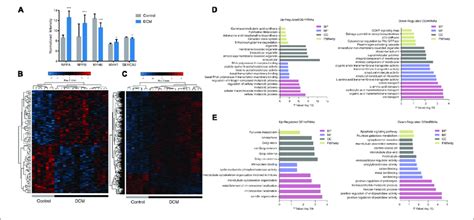 Transcriptome Profiles Of Differentially Expressed LncRNAs