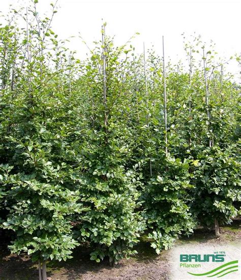 Fagus Sylvatica Hedging Plant Have A Tree