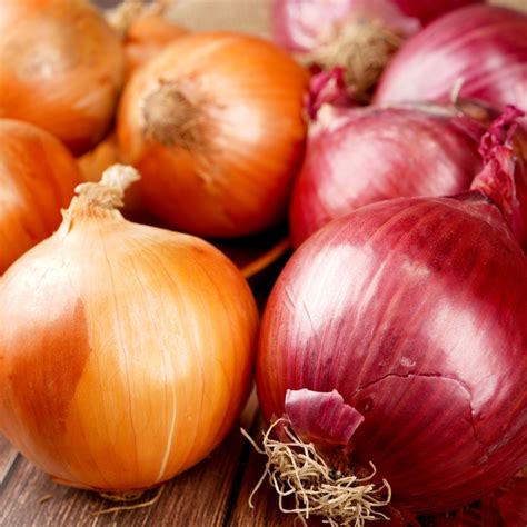 와송 무안양파and자색양파