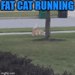 Cats Running 
