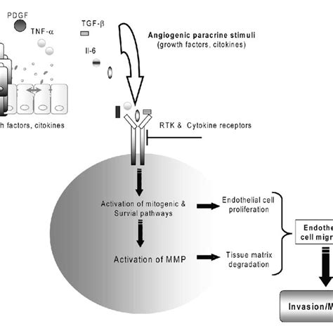 Cholangiocarcinoma Tumor Angiogenesis Download Scientific Diagram