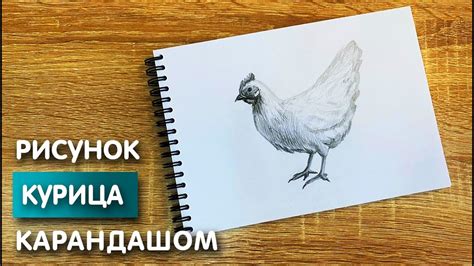 Как нарисовать курицу карандашом Рисунок для начинающих поэтапно Youtube