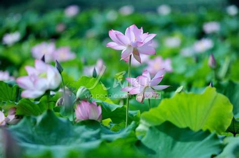 江西广昌映日荷花别样艳 人民图片网