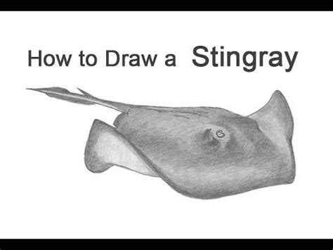 How To Draw A Stingray YouTube