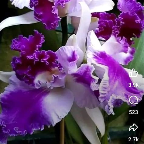 Editha Asistin Paras