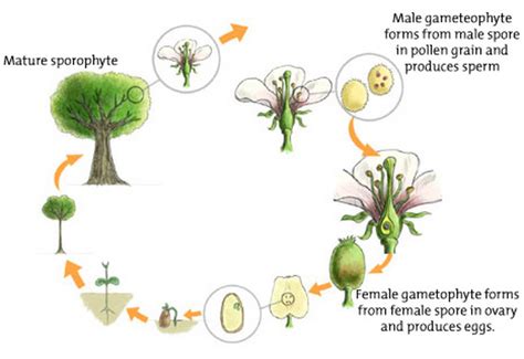 Plants Notes Biology Mrs Mccomas