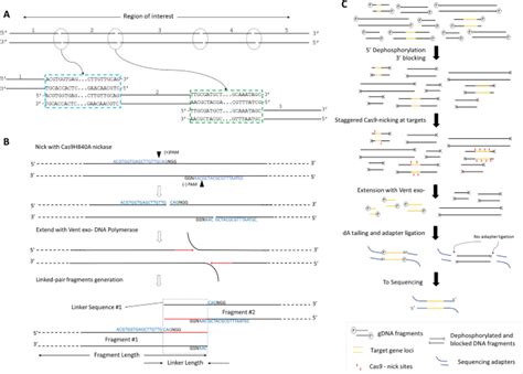 相邻片段上具有重叠接头的长读长测序策略 Olaf Seq ，用于靶向重测序和富集 Scientific Reports X Mol
