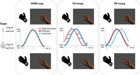 Active Inference Under Visuo Proprioceptive Conflict Simulation And Empirical Results