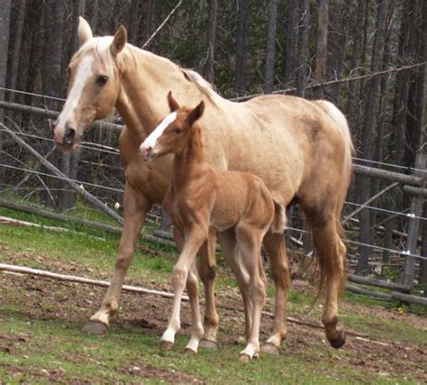 Palomino Foal Newborn