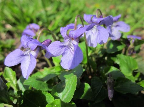 Sweet Violet Edible Medicinal Beautiful Arealgreenlife