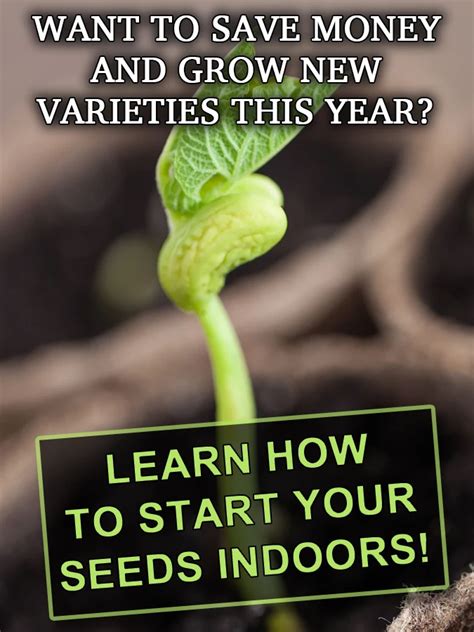 How To Trellis Cucumbers 6 Ways To Support Cucumber Plants