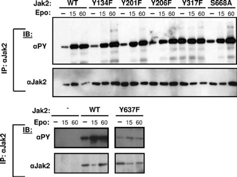 representative examples of mutant screening data hek293 cells were