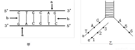 科学家们通过基因工程技术培育出了抗软化保鲜时间长的番茄新品种操作流程如下图请回答番茄软化过程培育示意图 1重组dna的构建需要的