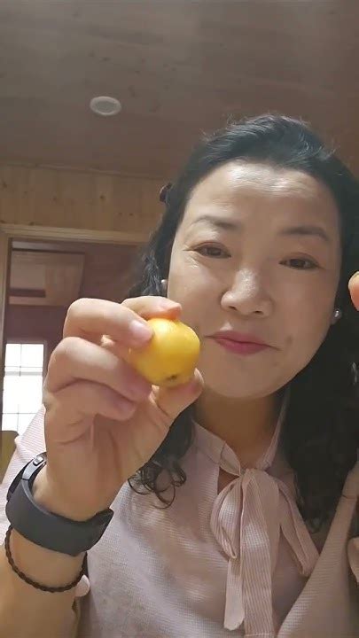 비파열매 가득 비파 죽기전먹어봐야할과일 비파열매 비파나무 Youtube