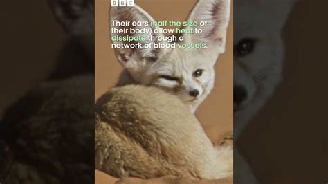 مستند حیات وحش چرا گوش های بزرگ؟ 🦊👂