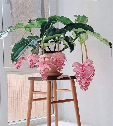 Plant Care Guides Medinilla Magnifica Artofit