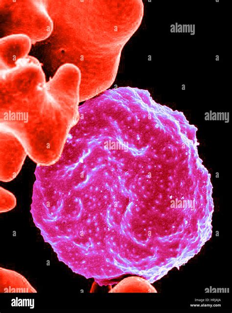 Malaria Blood Cell Hi Res Stock Photography And Images Alamy