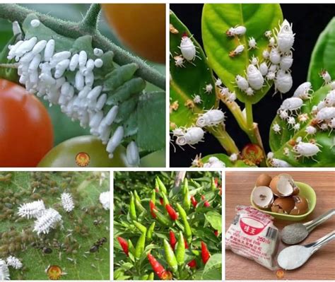 ဒီဖော်မြူလာက မှို ပုရွက်ဆိတ် စိုက္ပ်ဳိးေရး အေထြေထြ