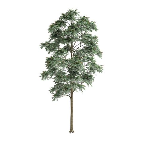 Tabularis Stock Illustrations 5 Tabularis Stock Illustrations