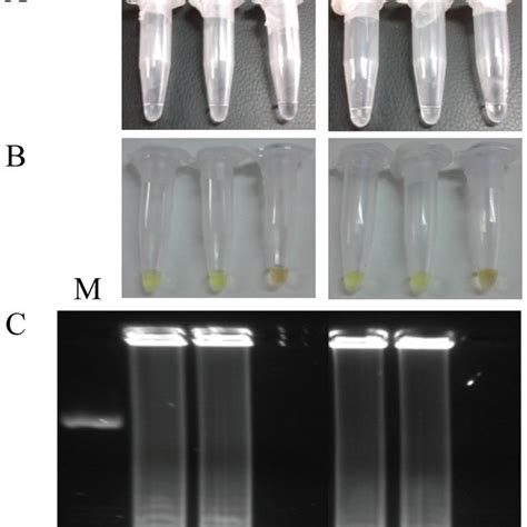 lamp primer set targeting the selected sequence genbank accesion no