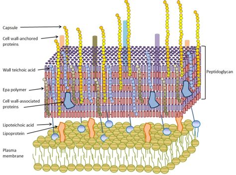 Figure 1 Model Of The Enterococcal Cell Enterococci Ncbi