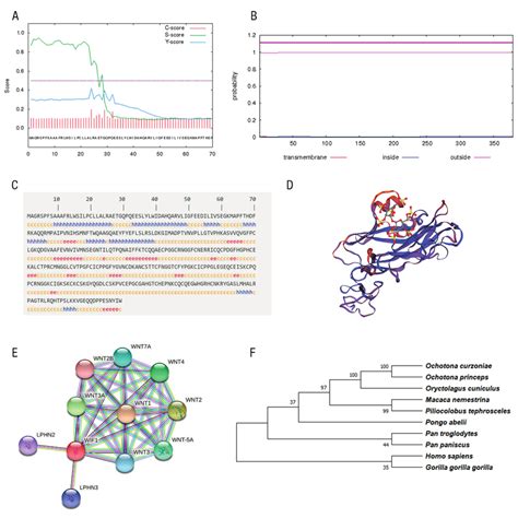 Bioinformatics Analysis Of Wif1 A Signal Peptide Prediction Of The Download Scientific